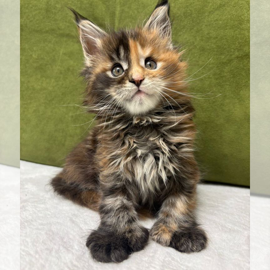 Котята мейн-кун полидакт