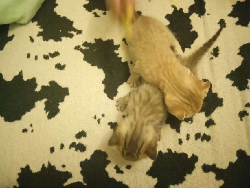 Шотландские котята