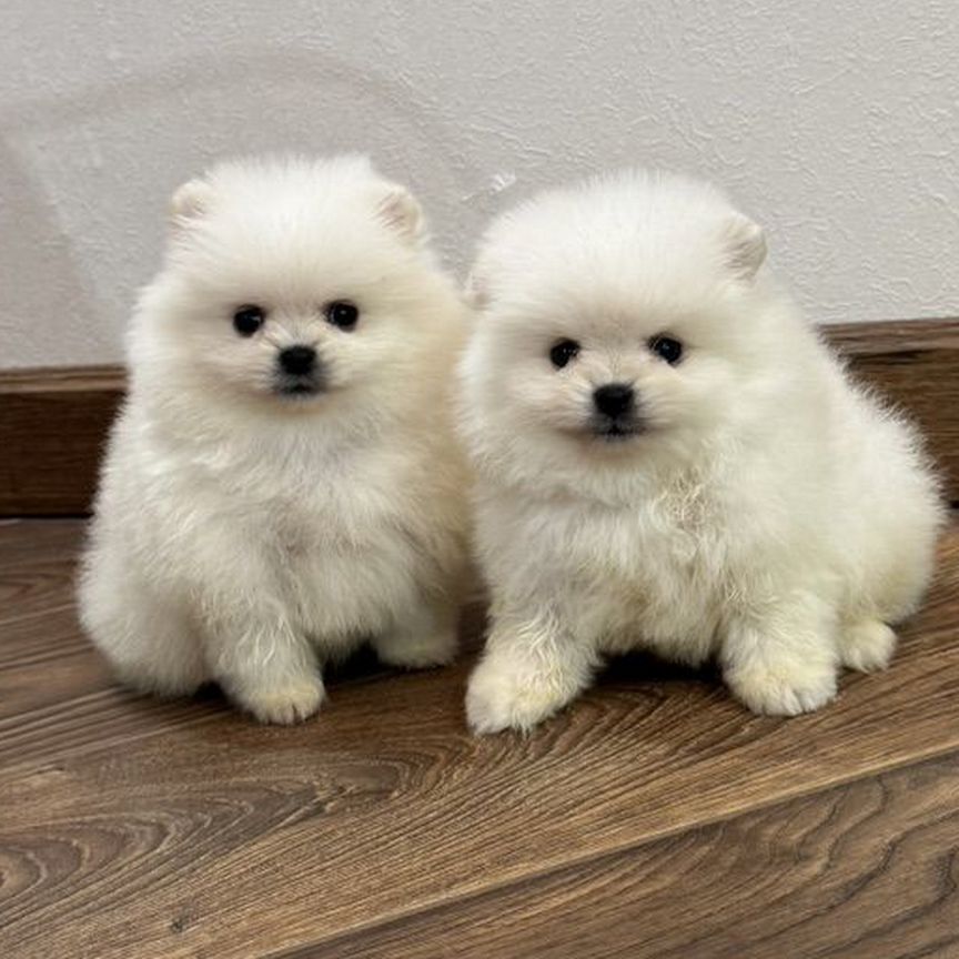 Померанский шпиц, щенок