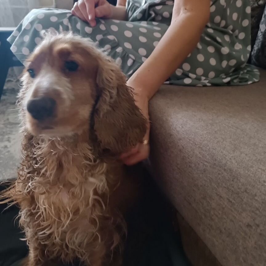 Кокер спаниель