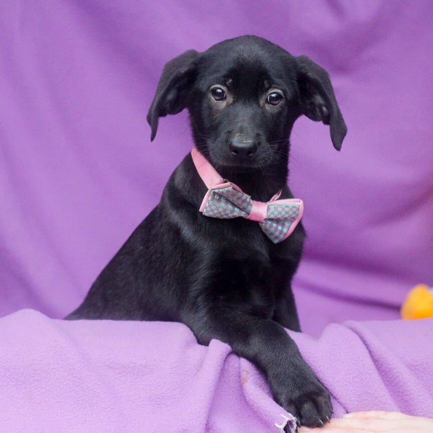 Щенки 3 мес из Сергиева Посада привезут