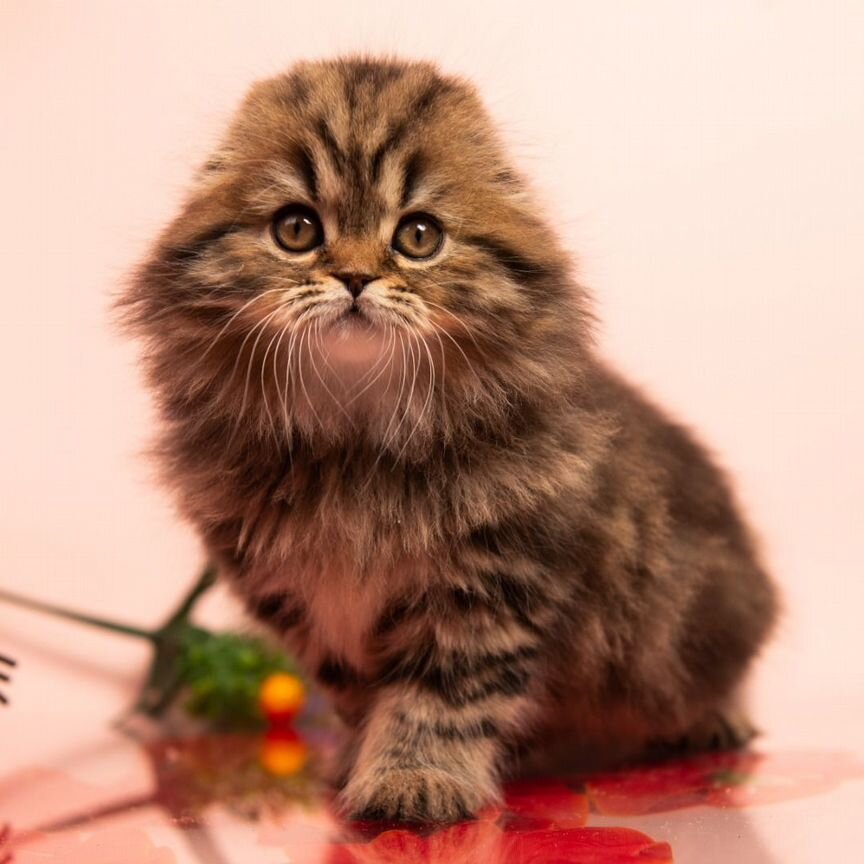 Очаровательная девочкаиз питомника