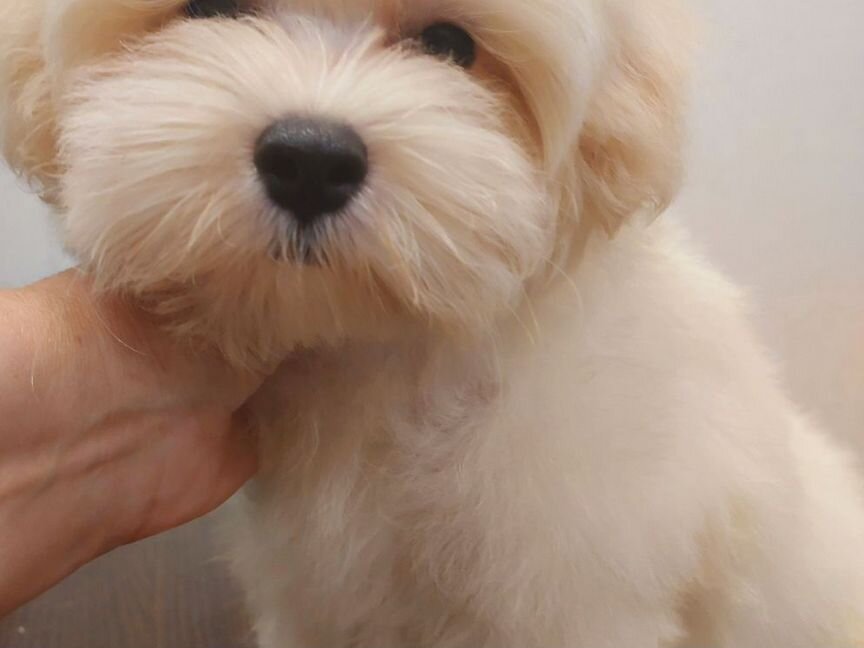 Очаровательные детки мальтипу