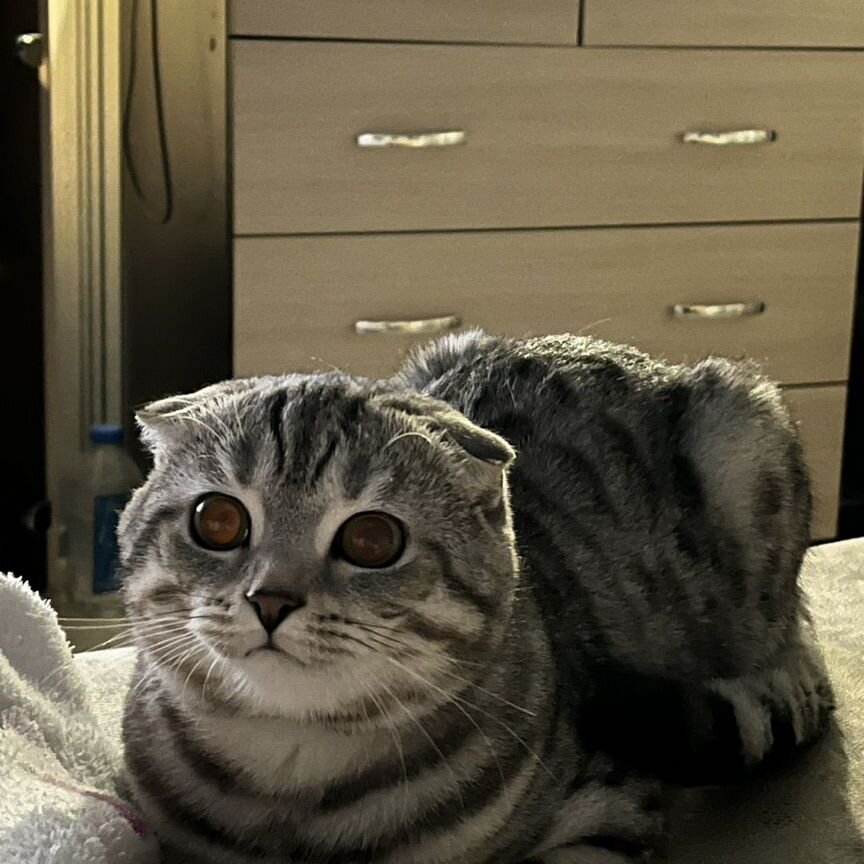 Вязка кошек