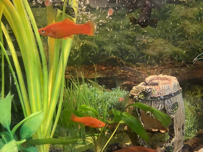 Гуппи и меченосцы