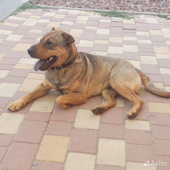 Нашли потерянную собаку