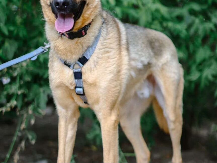 Чудесный Лео