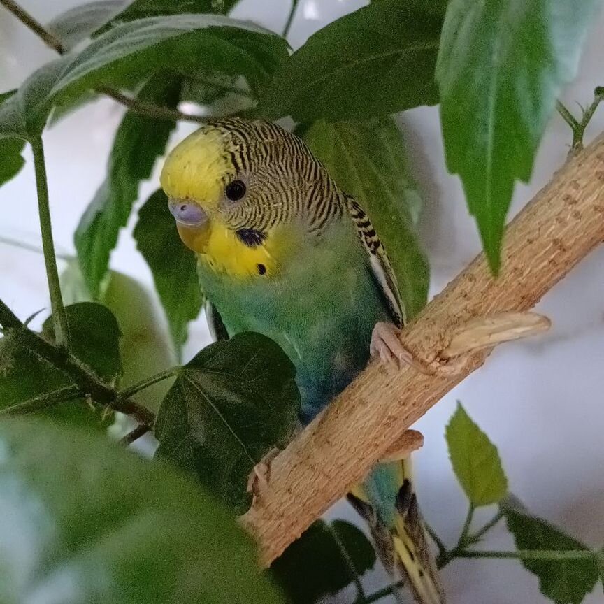 Волнистые попугаи с клеткой пара