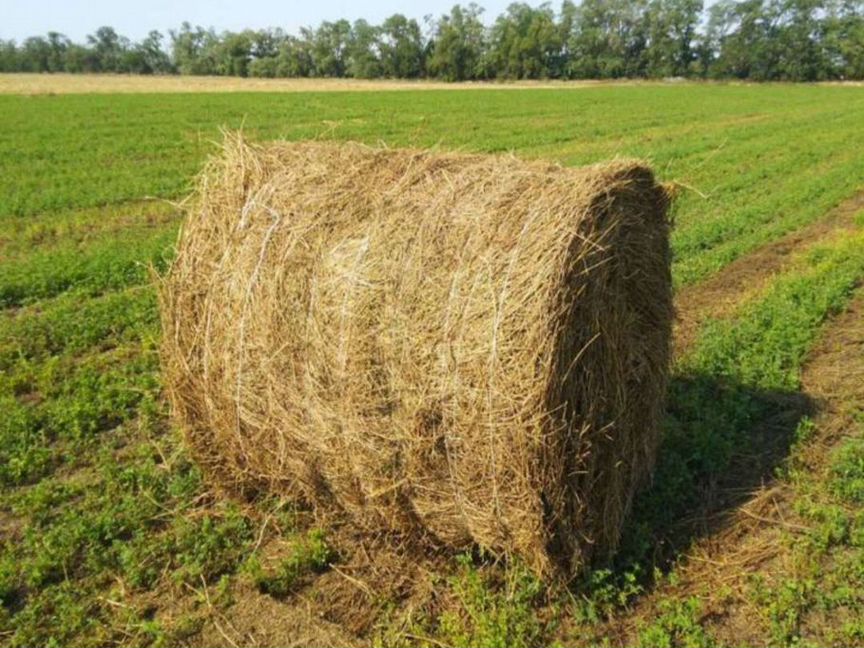 Продам сено в рулонах