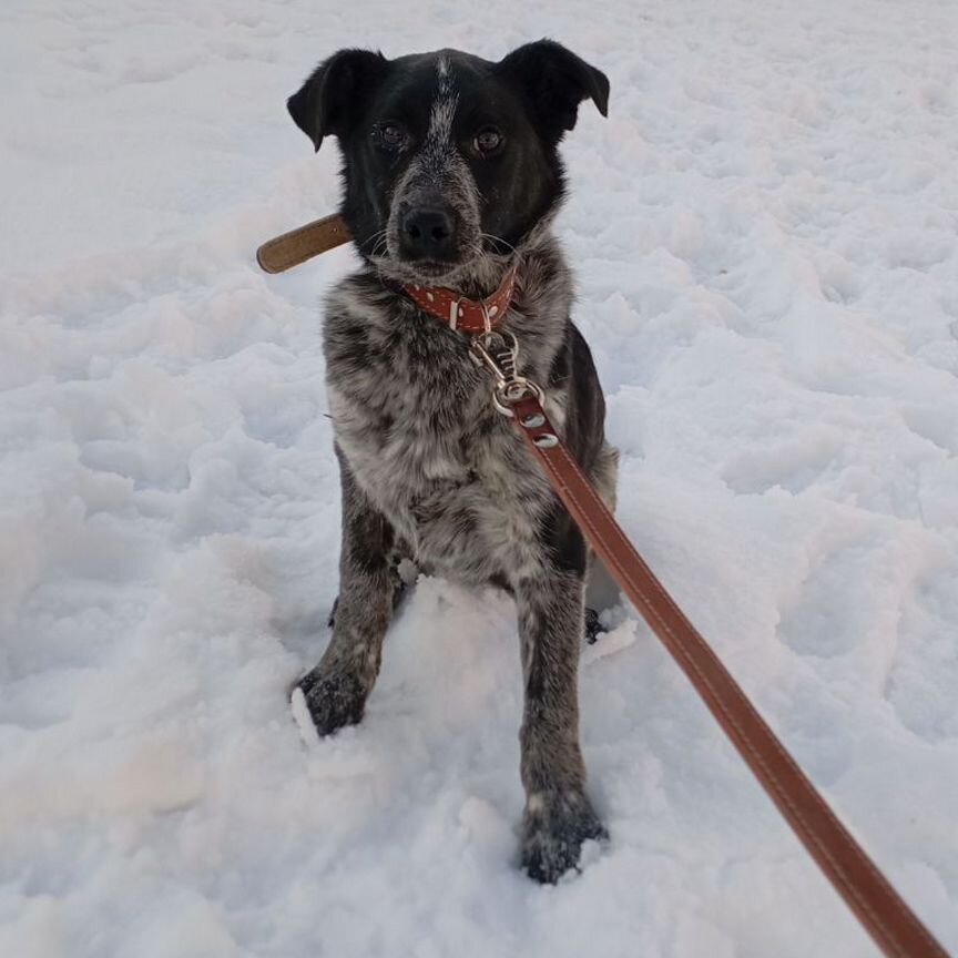 Умная собачка в добрые руки