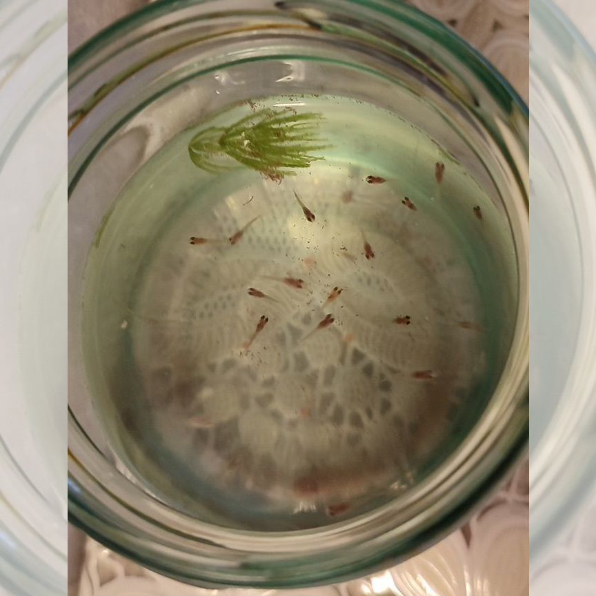 Мальки гуппи