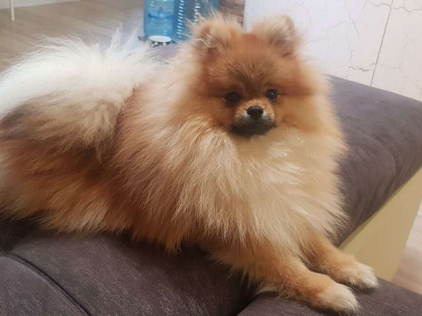 Померанский шпиц вязка кобель