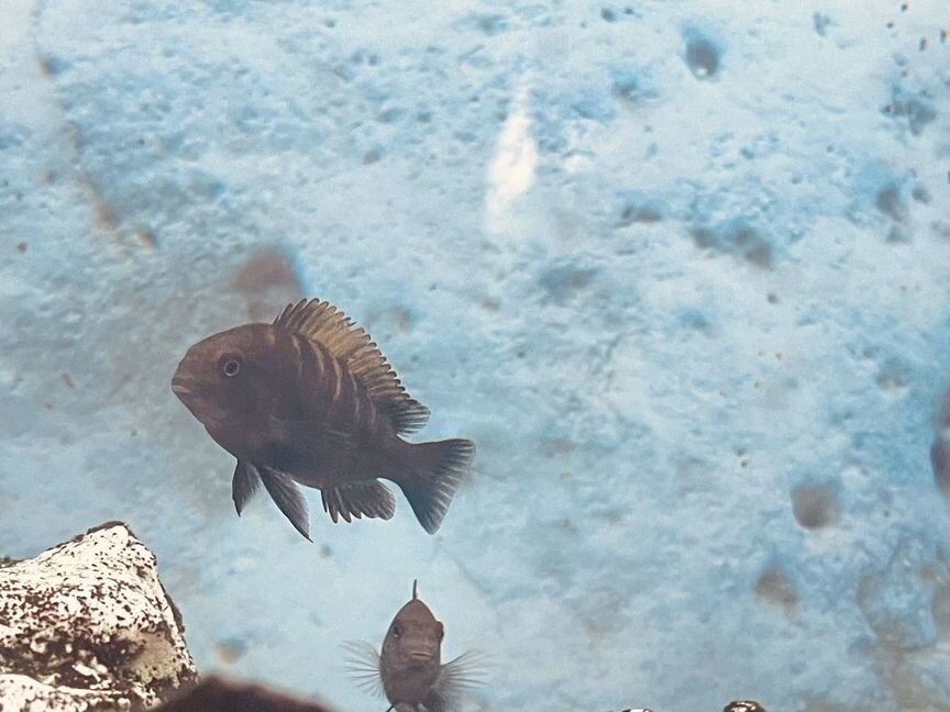 Трофеус Бемба