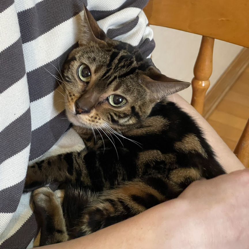 Бенгальская кошка, взрослая