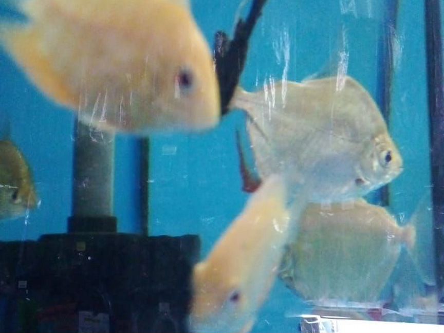 Аквариумные рыбы