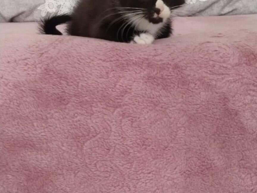 Котята