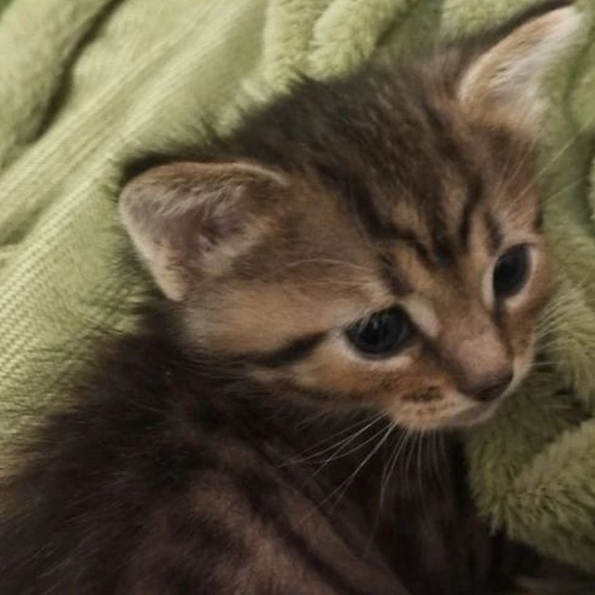 Котёнок в добрые руки
