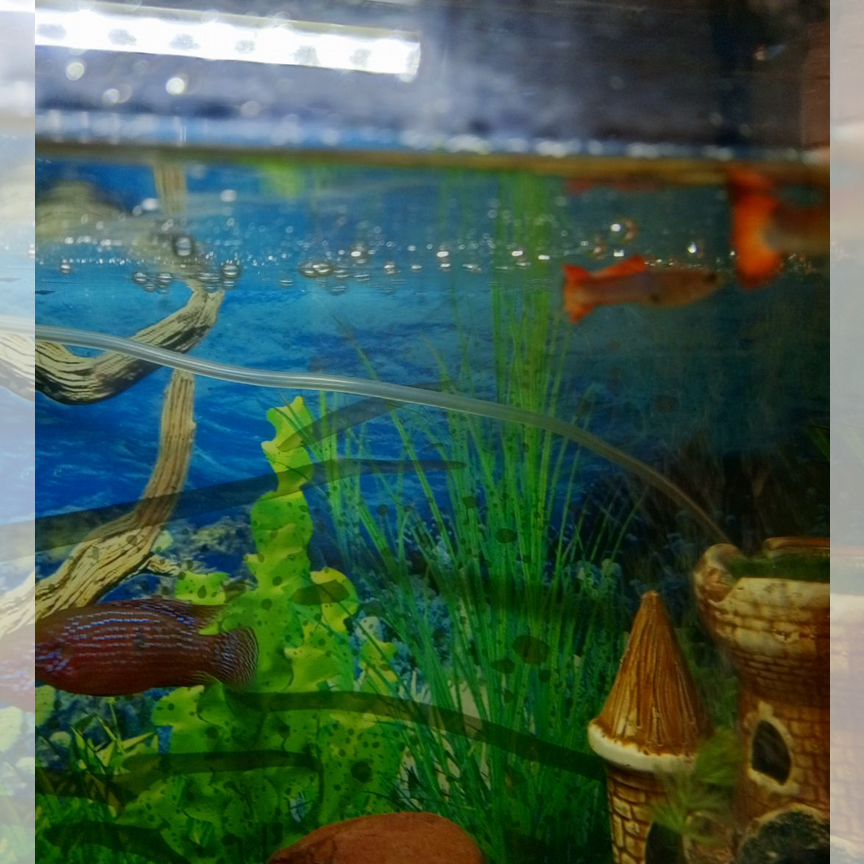 Попугай 3 шт и гуппи 5 шт отдам хороший руки