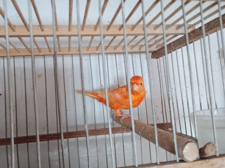 Кенара и канарейки