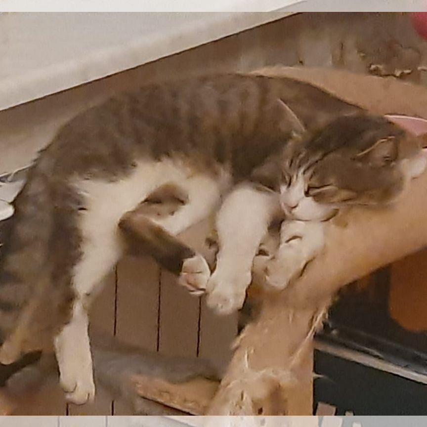 Спокойный котик ищет дом