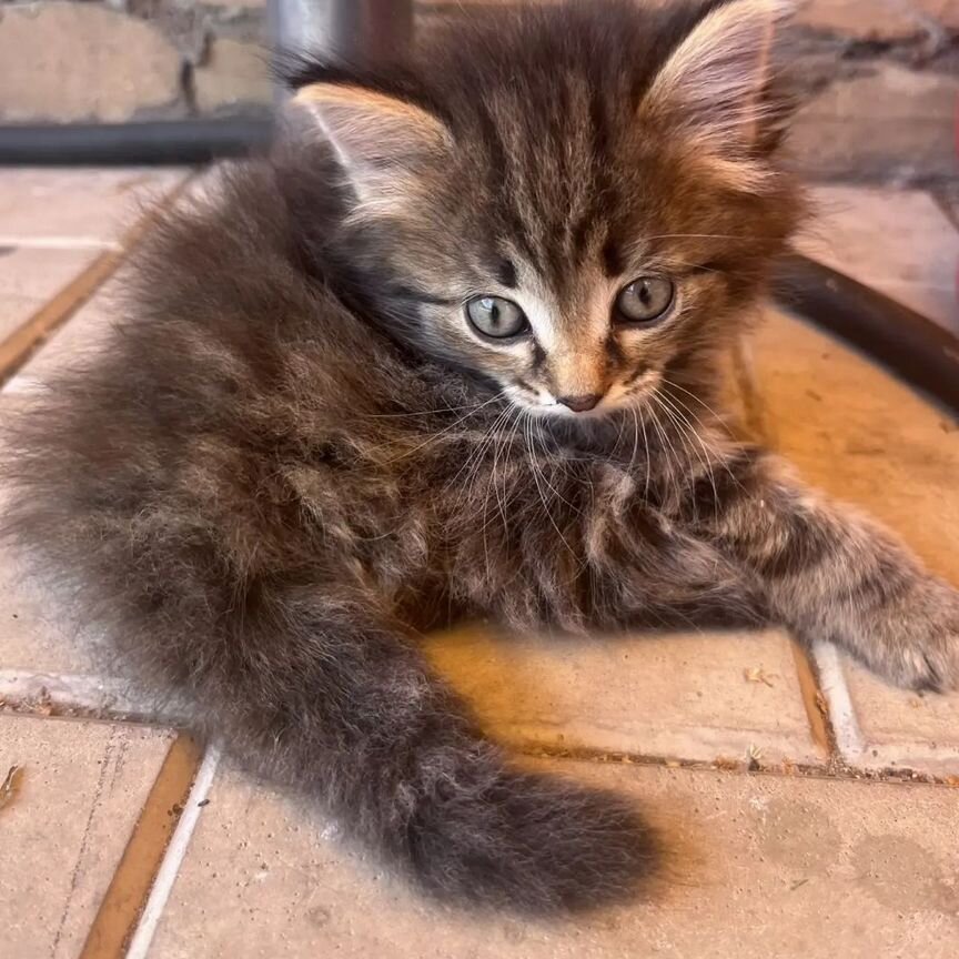 Котята в добрые руки бесплатно