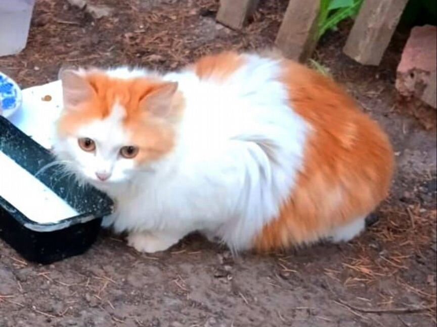 Отдам в добрые руки