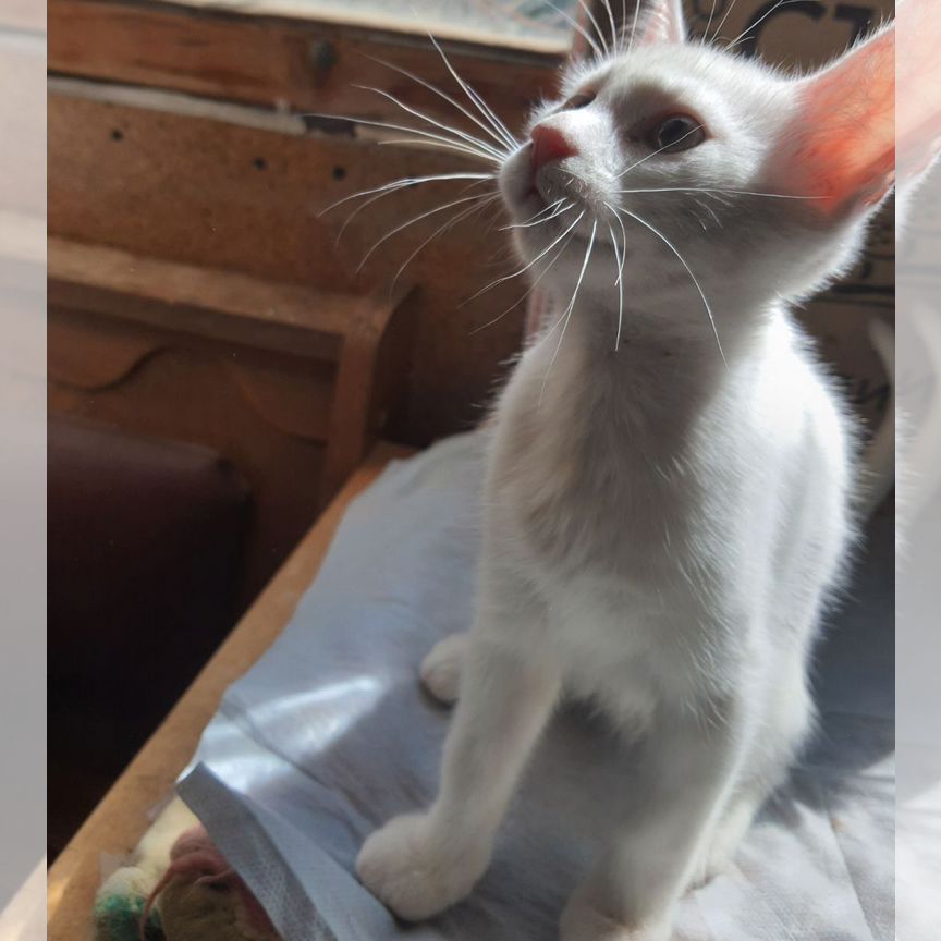 Котенок ищет своего человека