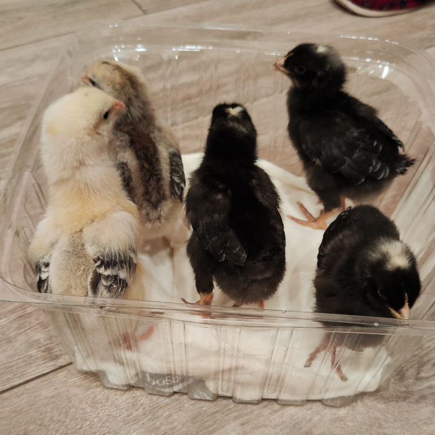 Несушки недельные, доминаты,5 штук