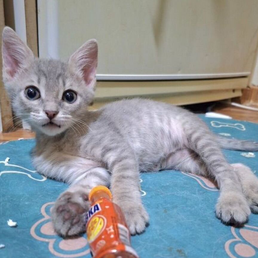 Котёнок в добрые руки