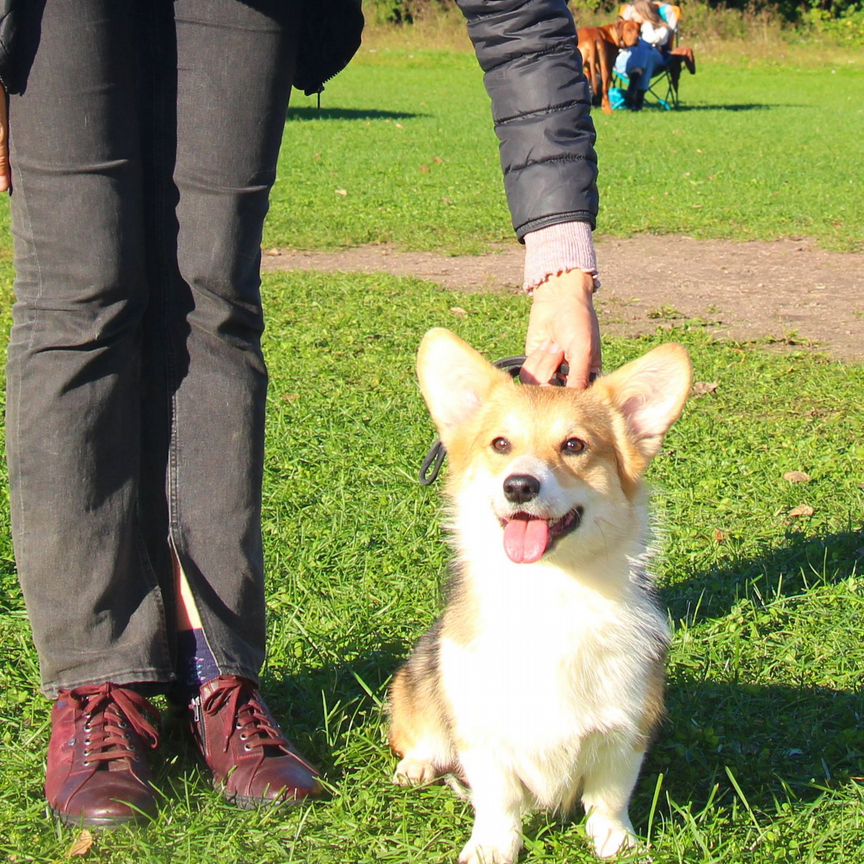 Вельш Корги Пемброк, взрослая собака