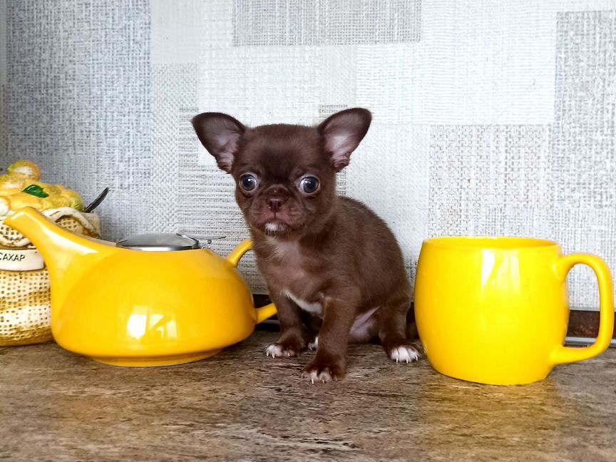 Сладкий шоколадок чихуа