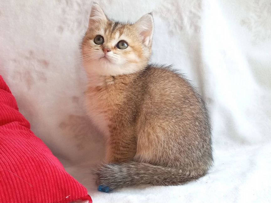 Британские котятки Золотая шиншилла