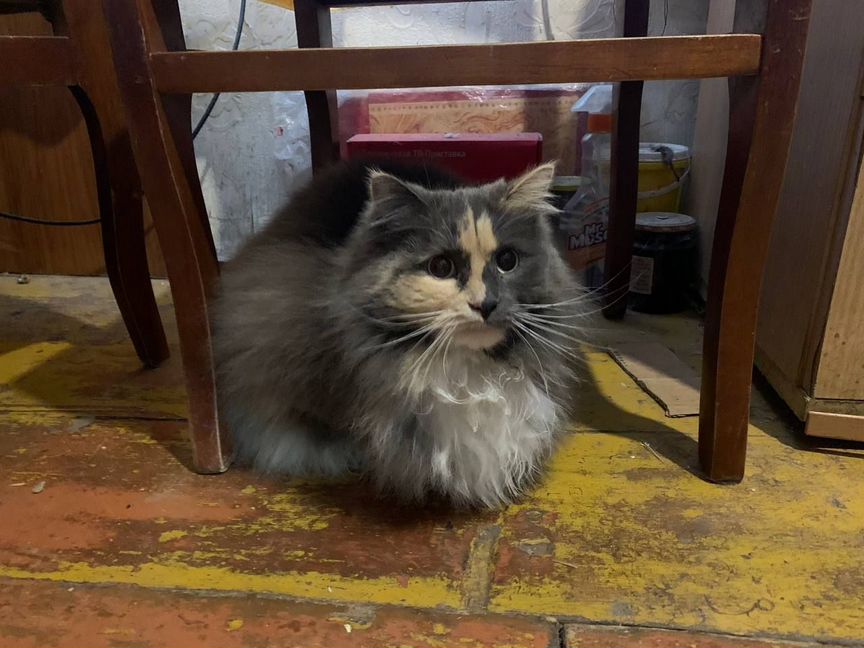 Кошка в частный дом