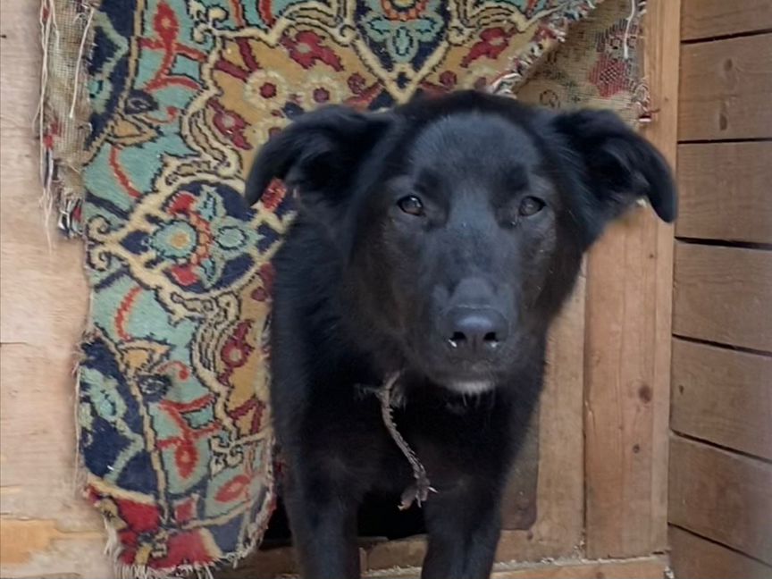 Берта грустит в приюте