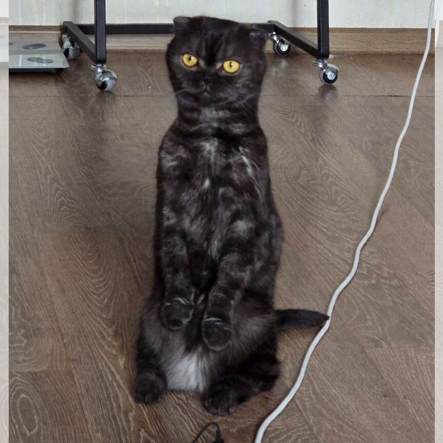 Шотландская вислоухая короткошёрстная, взрослая кошка