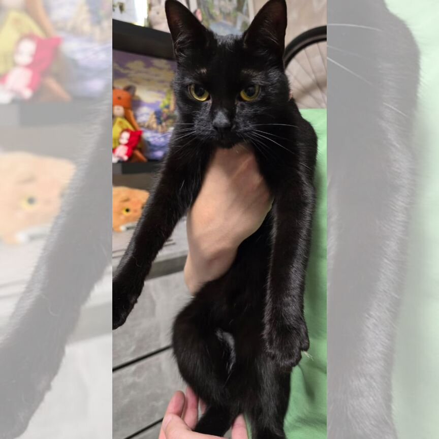 Кошка ищет дом