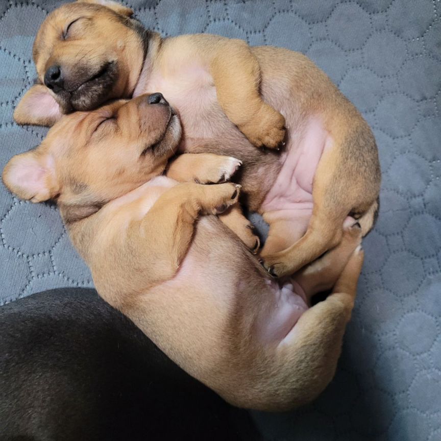 Щенки джек рассел терьер