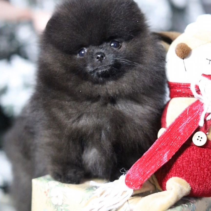 Померанский шпиц