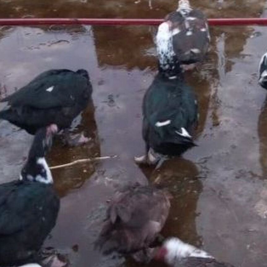 Мускусные утки