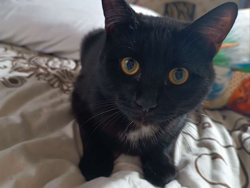Котик в добрые руки