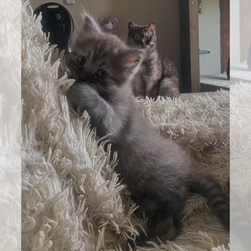 Котятенок в добрые руки