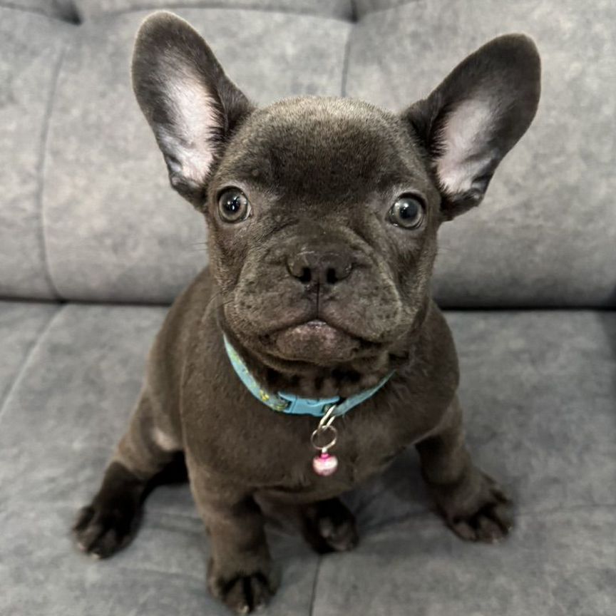 Французский бульдог щенки голубой