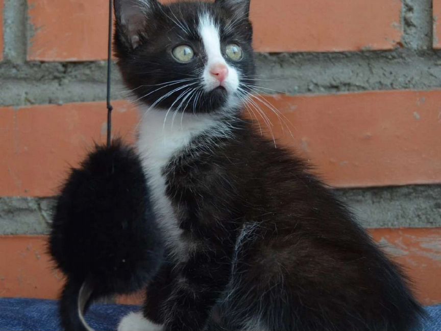 Котенок кошечка 1.5 месяца Муся