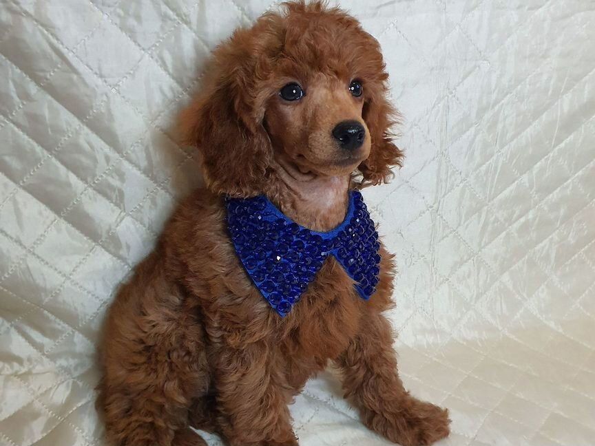 Пудель миниатюрный щенок мальчик