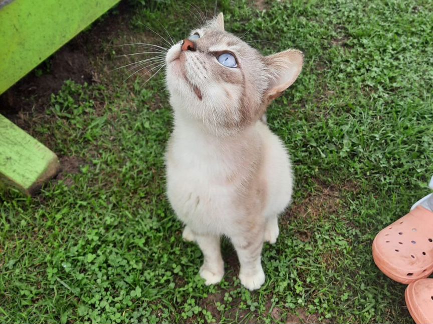 Котик. Зеленоград. Красавчик ищет ручки