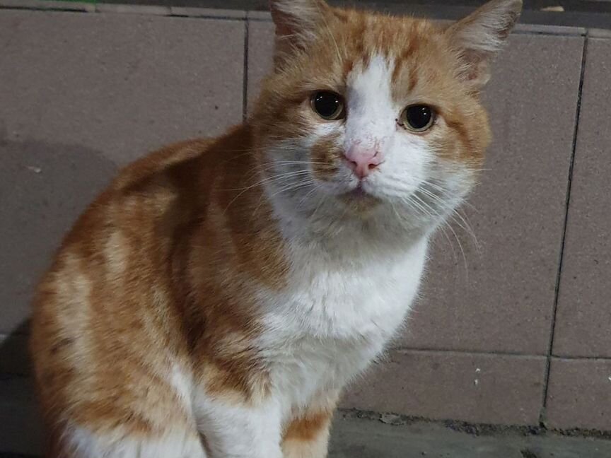 Кот потрёпаный улицей ищет дом