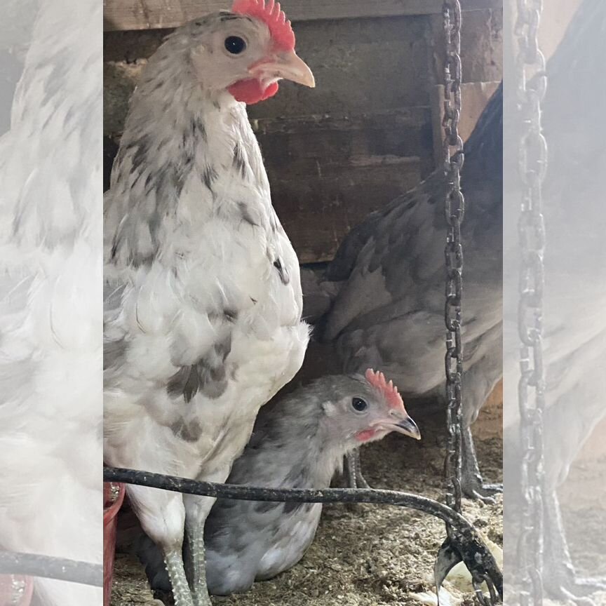 Сильверудд молодой петушок