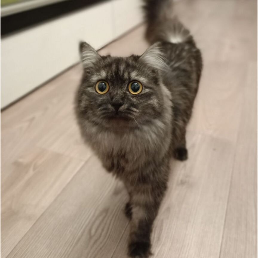 Сибирская кошка бесплатно