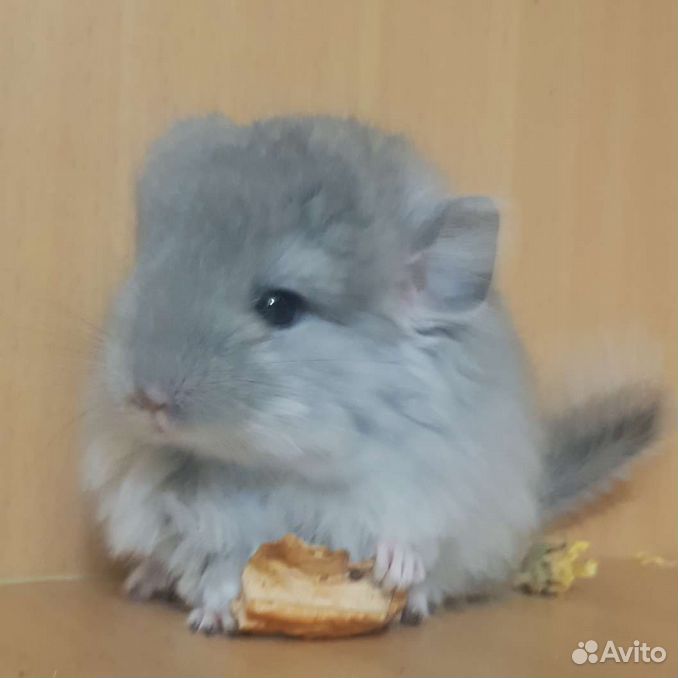 Шиншилленок девочка, фиолетовая ангора, нс