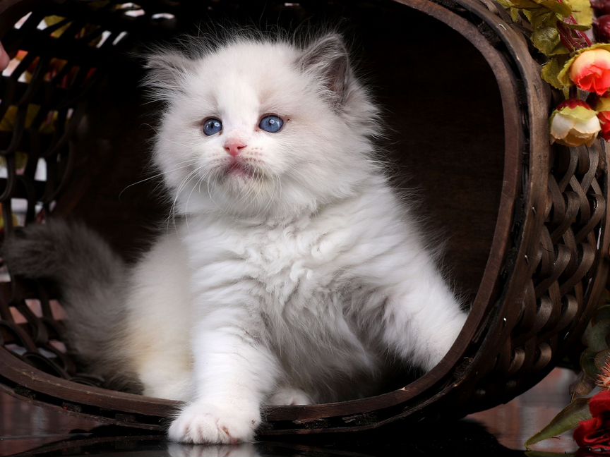 Котята рэгдолл